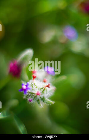 Wild flower photographed at Tel Apollonia, on the Mediterranean Coast ...