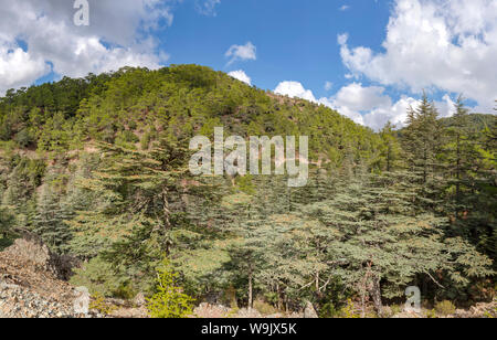 Cedar Valley with lebanon ceders, Troodos, Cyprus, Cyprus, 30070120 ...