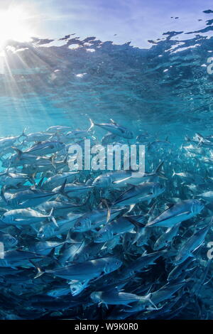 Bigeye Trevally, Caranx sexfasciatus, Cabo Pulmo, Baja California Sur ...