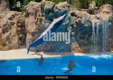 Dolphin swimming in pool at marine mammal park Stock Photo - Alamy