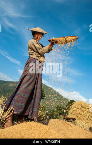 Women use the winnowing traditional method of sorting rice seeds. As ...