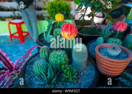 A cactus is a kind of a plant adapted to hot, dry climates. Plants ...