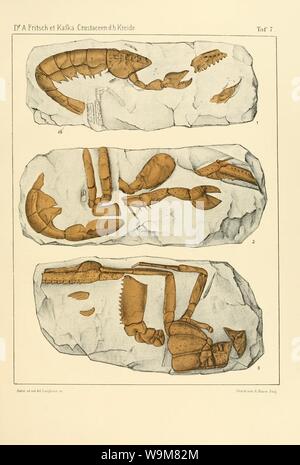 Die crustaceen der böhmischen Kreideformation, Prag, Selbstverlag, in ...