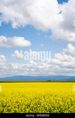 Seemingly endless field of yellow mustard plants in bloom in the ...