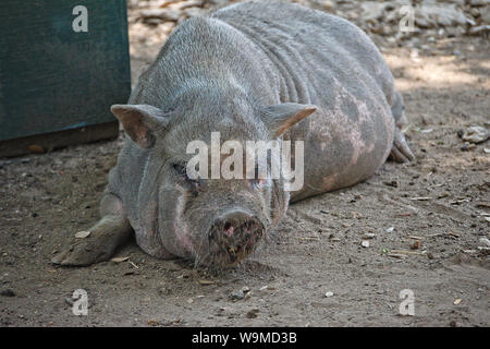 Ugly hairy light grey pig or hog Stock Photo - Alamy