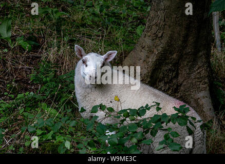 tangle of brambles Stock Photo - Alamy