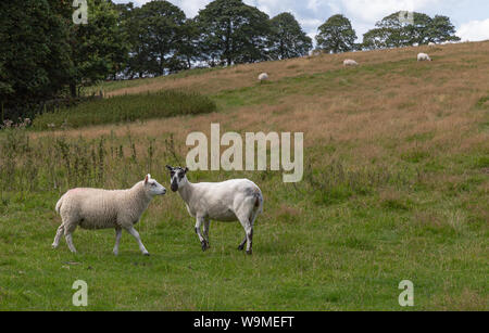 flock with white shorn sheep without fleece after shearing and some ...