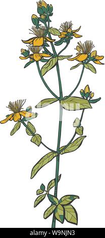 Hypericum androsaemum sketch hand drawn, with berry and leaf. Vector ...