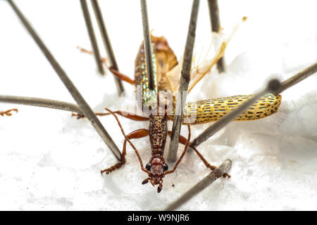 Pinned insect, macro of a preserved beetle for entomology lab taxonomy ...