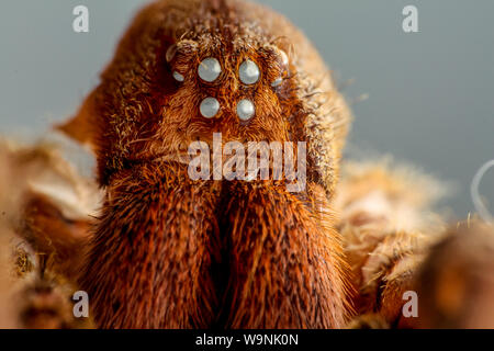 Brazilian wandering spider (Phoneutria) eyes on an empty exoskeleton ...