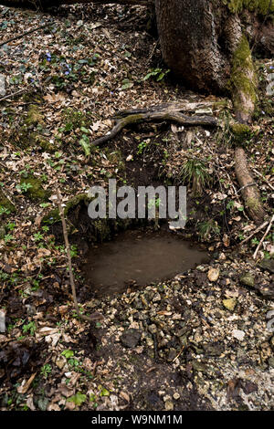 Natural underground spring water source in wild forest , western ...