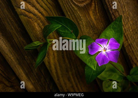 Summer natural backround: beautiful purple Ivan-tea flowers on a sunny ...