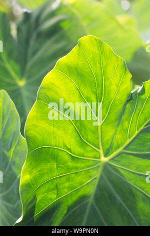 Taro or Kalo plant Stock Photo: 10598597 - Alamy