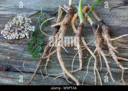 Wild carrot, root, and carrot (Daucus carota) (Daucus carota ssp ...