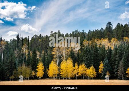 Autumnally colored Common aspens (Populus tremula) between Coniferous ...