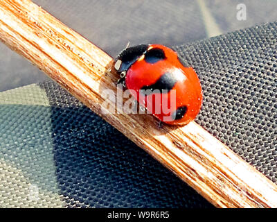 five-point ladybug. Useful insect. Fighter of aphids Stock Photo - Alamy