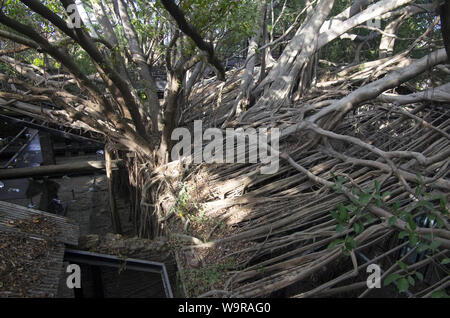 tree house covered with roots and stems Stock Photo - Alamy