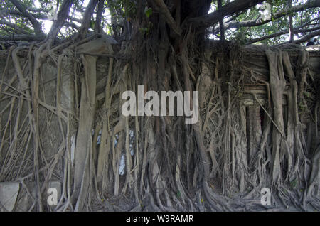 tree house covered with roots and stems Stock Photo - Alamy