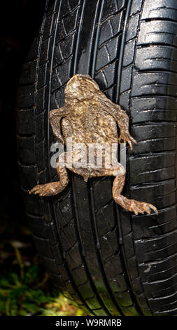 a frog flattened on a road by a car Stock Photo - Alamy