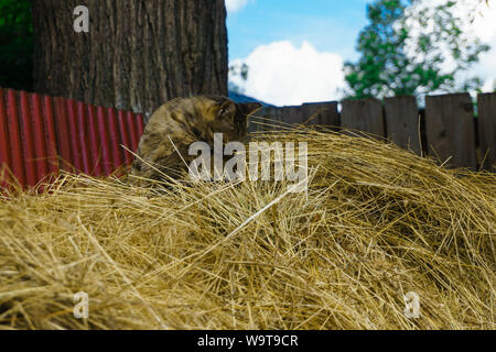 gray country cat washes sitting on a haystack in the backyard Stock ...