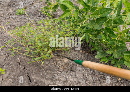 Waterhemp weed growing in soybean field. Weed control, management and ...