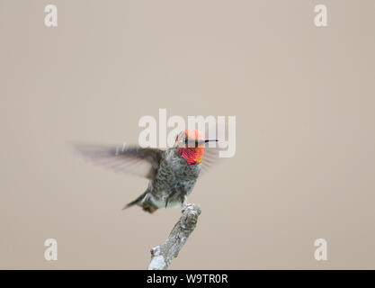 Anna Hummingbird Male head and gorget red Stock Photo - Alamy