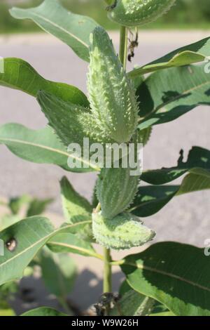 Milk weed pods Stock Photo - Alamy
