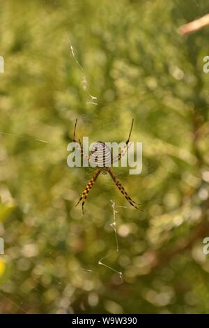 Close-up of a venomous spider hanging in it's web Stock Photo - Alamy
