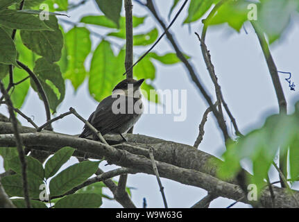 Jamaican becard (Pachyramphus niger) is a species of bird in the family ...