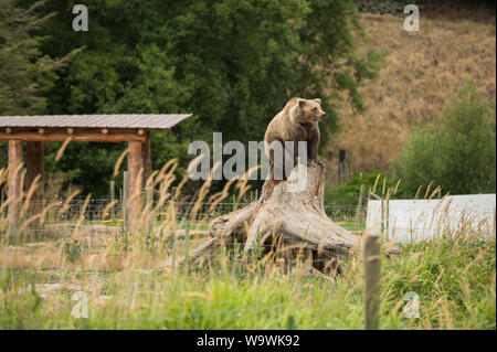 The Sequim Game Park famous waving grizzly bears. Sequim, Washington ...
