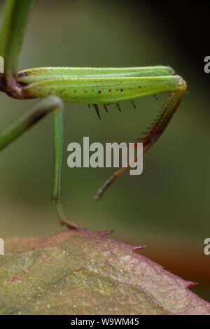 Details of a green praying mantis (Oxyopsis media), head portrait Stock ...