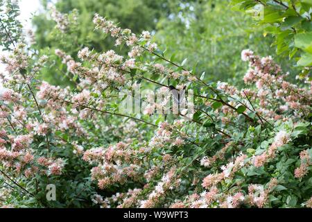 Abelia chinensis also known as Chinese Abelia Stock Photo - Alamy