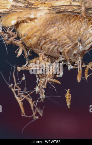 Macro of a mantis oothecae hatching, with preying mantis nymphs coming ...