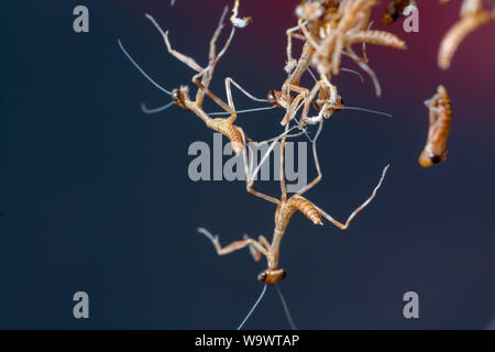 Macro of a mantis oothecae hatching, with preying mantis nymphs coming ...