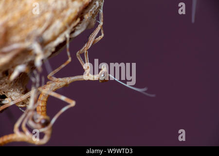 Macro of a mantis oothecae hatching, with preying mantis nymphs coming ...