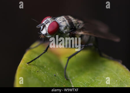 High magnification close-up of a common garden fly, showing the insect ...