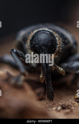 Close-up of a black weevil with long snout (Coleoptera, Curculionidae ...
