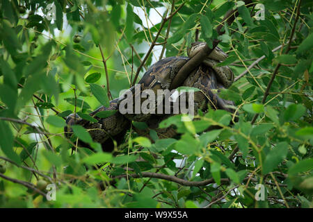 A Burmese Python inside the Sundarbans, the world's largest mangrove ...