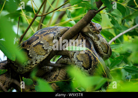 A Burmese Python inside the Sundarbans, the world's largest mangrove ...