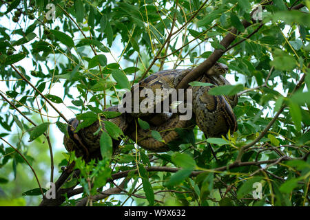 A Burmese Python inside the Sundarbans, the world's largest mangrove forest. Bangladesh Stock ...