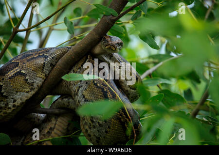 A Burmese Python inside the Sundarbans, the world's largest mangrove ...