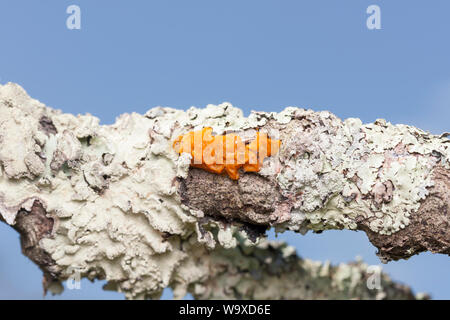 witch's butter (Tremella mesenterica) Fungi Stock Photo - Alamy