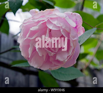 The climbing rose - MORTIMER SACKLER Stock Photo - Alamy