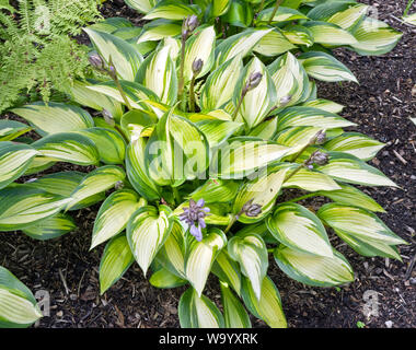 Hosta June, garden variegated plant, easy to grow evergreen plant Stock ...