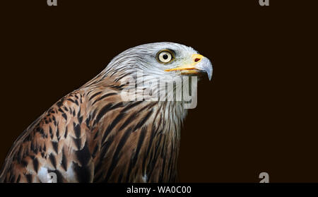 A close-up of a red kite (milvus milvus) flying across farmland in ...