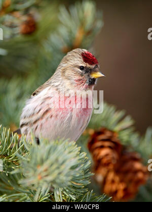 Red Poll Finch close-up profile view, perched on a stag horn branch ...