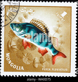 Illustration of European perch Perca fluviatilis, European seabass ...