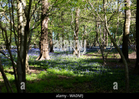 A traditional blue bell wood located in a wild forest deep in the ...