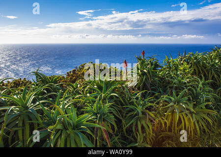 Azores. National flower of Azores Stock Photo - Alamy