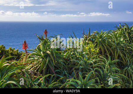 Azores. National flower of Azores Stock Photo: 19845018 - Alamy